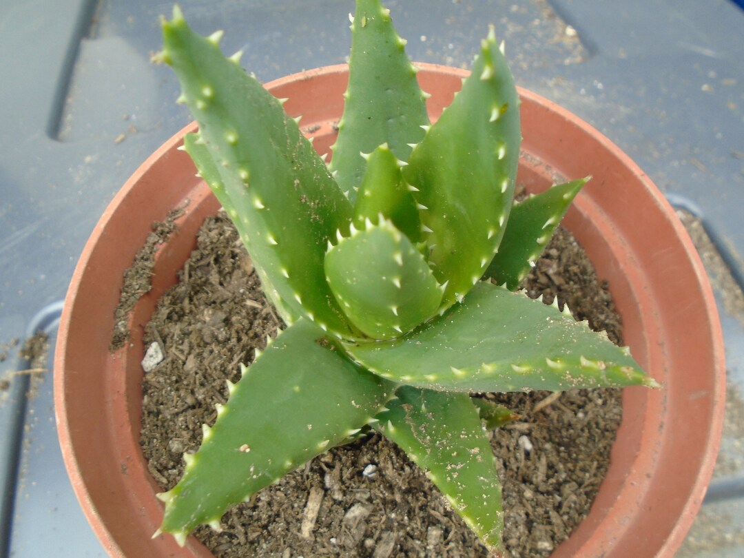 Aloe Nobilis- Gold Toothed Aloe - Fully Rooted Plant - Etsy