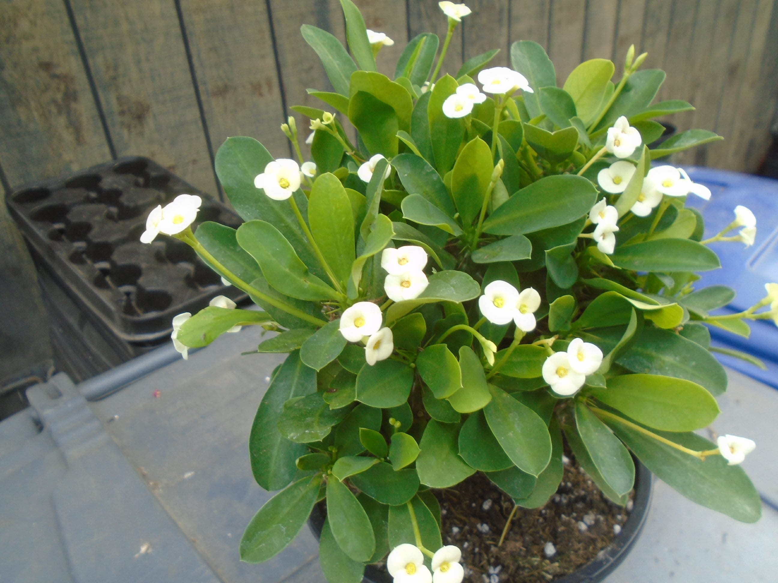 Euphorbia Milii White