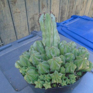 Exact Zipper Plants- Group of Euphorbia Tanzanian Zipper Plants Fully ...