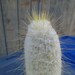 Exact Espostoa Lanata - Snow Pole Cactus, Fully Rooted, Columnar Type ...