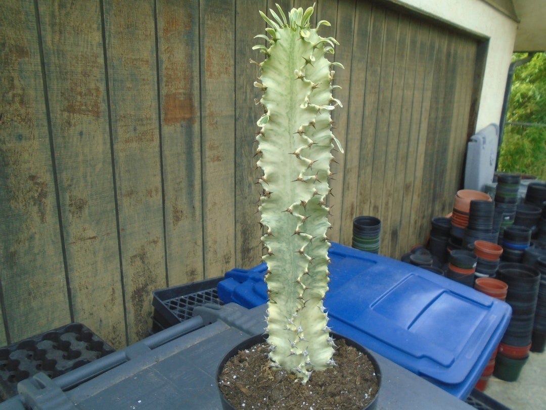 African golden Candelabra Plant Fully Rooted - Etsy