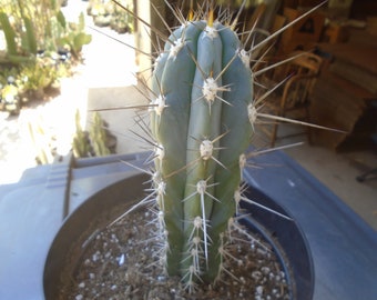 Toothpick Cactus - Etsy