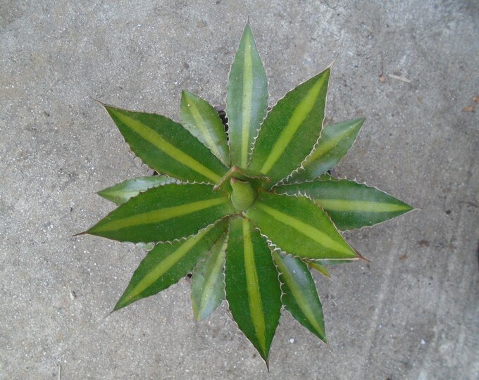 Exact Agave splendida Plant, Fully Rooted, Agave Lophantha Splendida ...