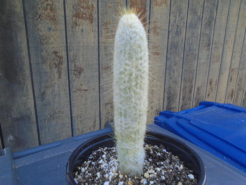 Exact Espostoa Lanata - Snow Pole Cactus, Fully Rooted, Columnar Type ...