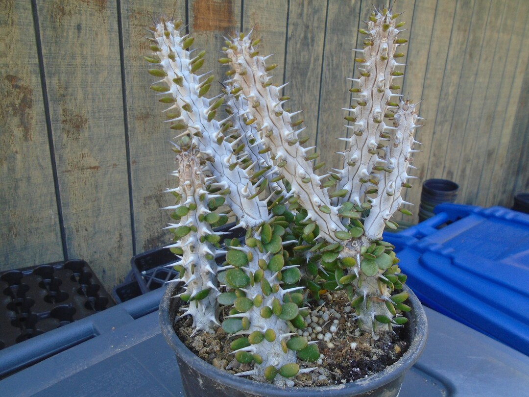 SPECIAL False Ocotillo 5 Plants Fully Rooted Procera - Etsy