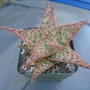 Aloe Firecracker Plant, Fully Rooted Hybrid, Hummingbird Friendly - Etsy