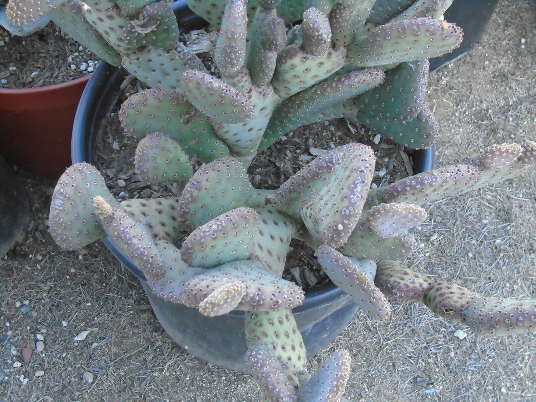 Opuntia Basilaris "caudata" 2 PADS - Baby Beaver Tails - Prickly Pear ...
