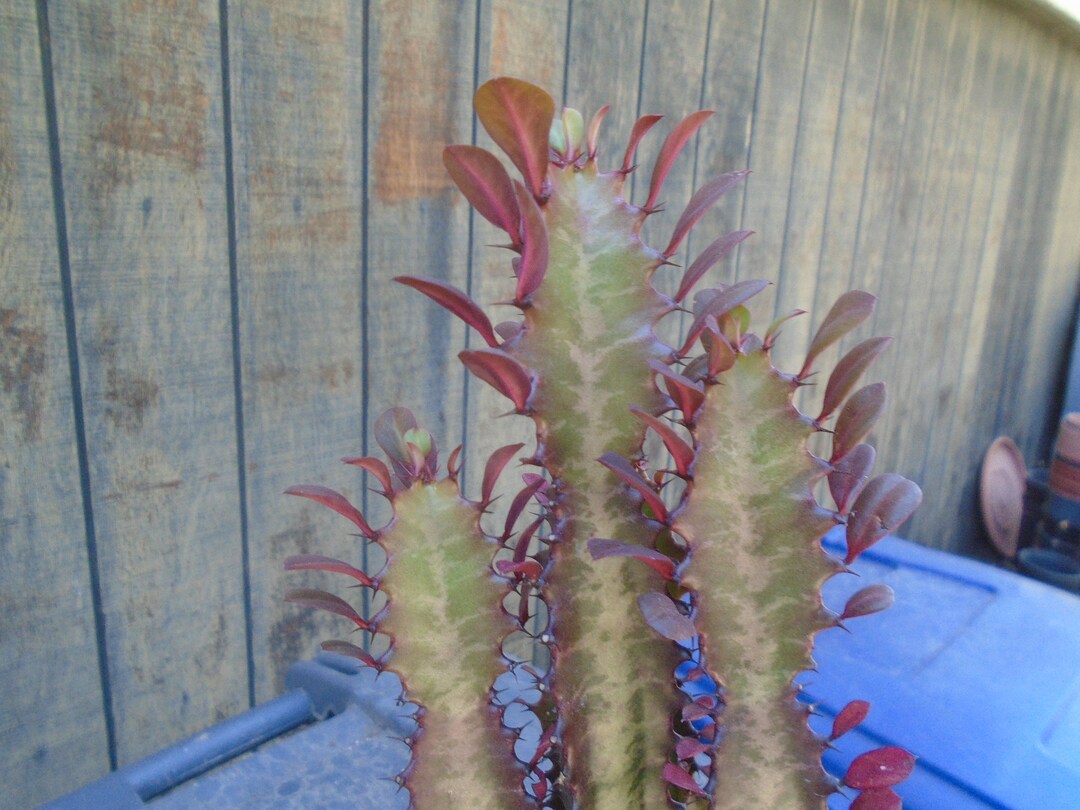 Exact royal, Red Trigona Plant , Fully Rooted Euphorbia AKA Good Luck ...
