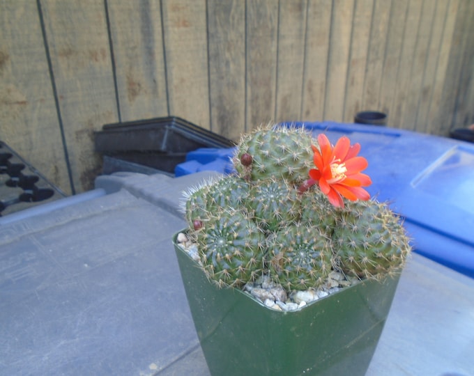 Rebutia Vulpina Cactus Plant, Fully Rooted, A Clumping Cactus, Multiple ...