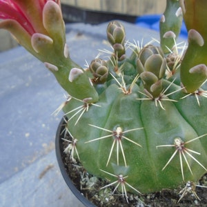 Gymnocalycium Baldianum Cactus Plant, Fully Rooted, AKA Spider Cactus ...