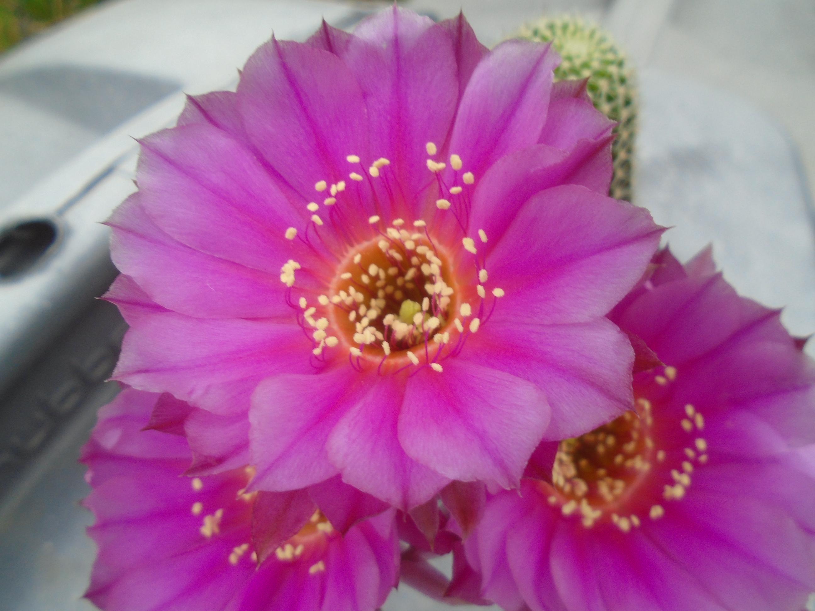 Echinopsis Hybrid "cometa" Cactus Plant, Fully Rooted Hybrid Peanut ...