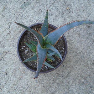 Aloe "swordfish" 1 Plant PPAF Hybrid , Fully Rooted, Flowering ...