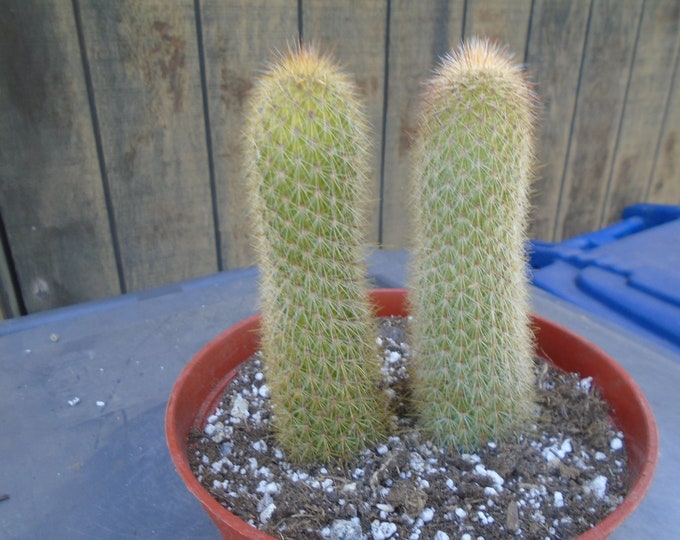 Two Exact Cleistocactus Tupizensis Plants, Fully Rooted, Columnar Type ...