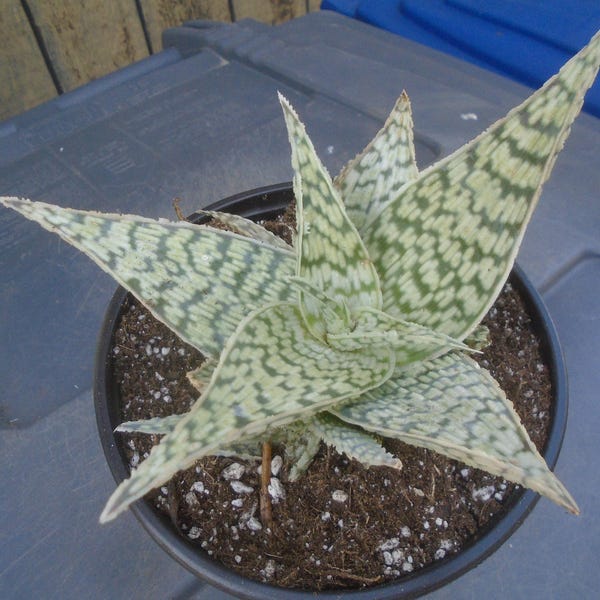 Torch Aloe - Etsy