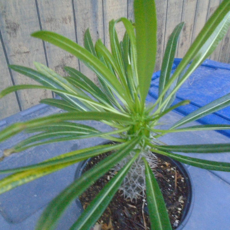 Madagascar Palm - Etsy