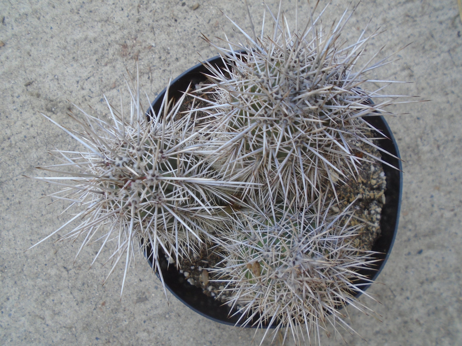 Cardon 3 False Saquaro Cactus Fully Rooted Pachycereus | Etsy