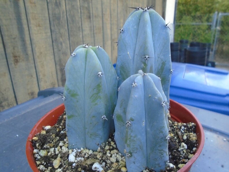 Desert Blue Candle Cactus 3 Plants AKA Blue Myrtle Cactus - Etsy