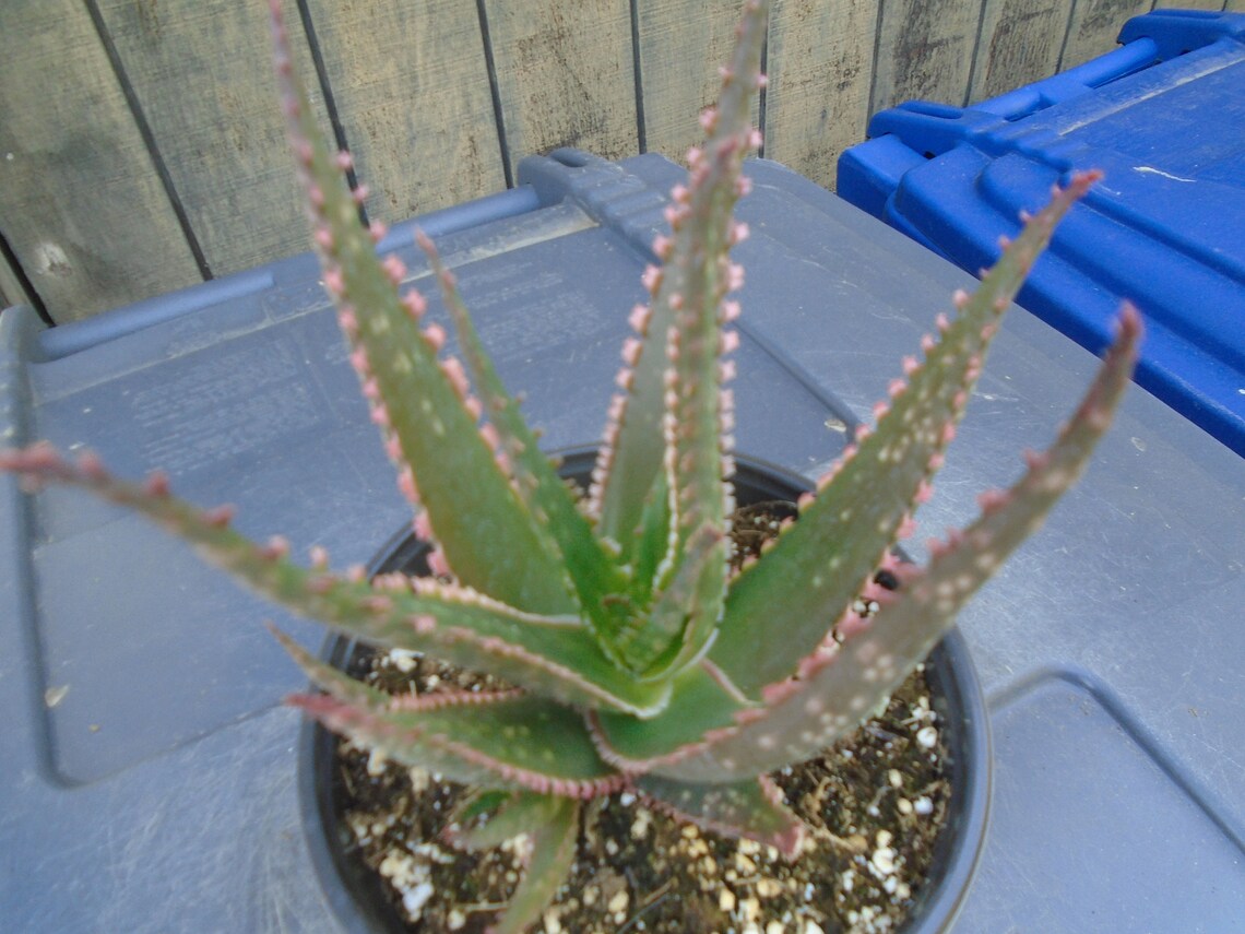 Aloe coral Fire One Plant Hybrid Fully Rooted - Etsy