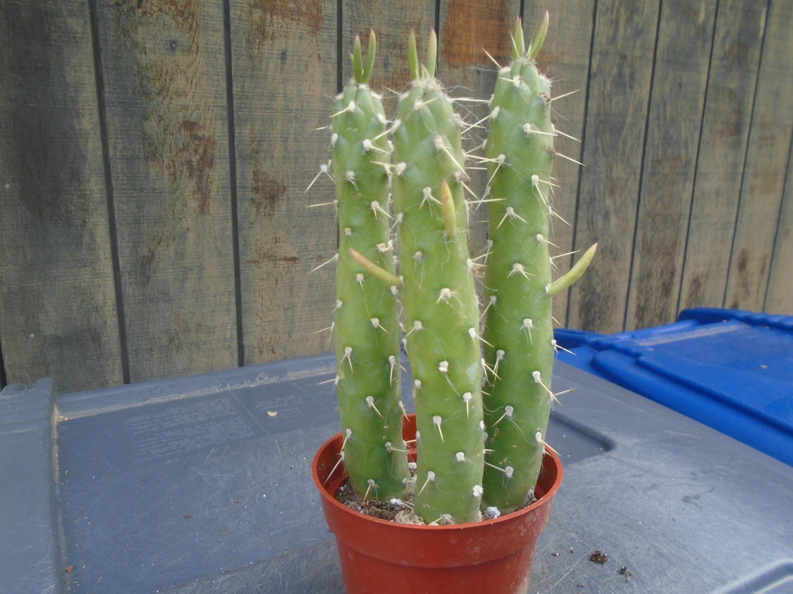 3 Eve's Needle Cacti, Fully Rooted Plants, Austrocylindropuntia ...