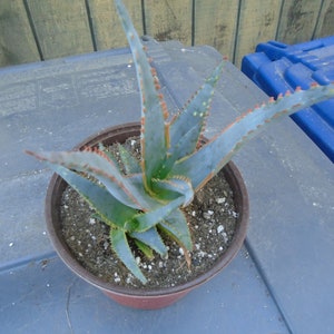 Aloe "swordfish" 1 Plant PPAF Hybrid , Fully Rooted, Flowering ...