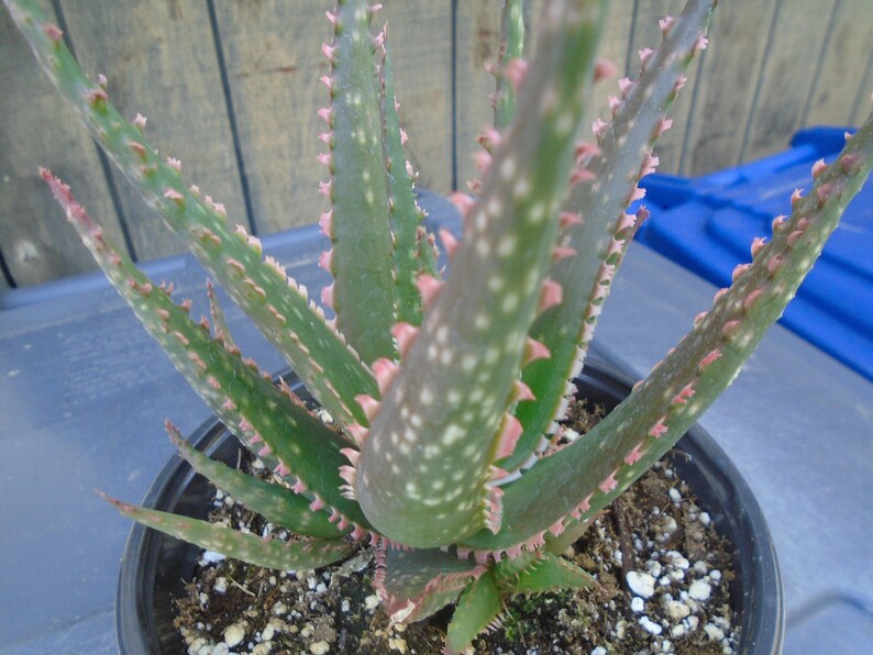Aloe coral Fire One Plant Hybrid Fully Rooted - Etsy