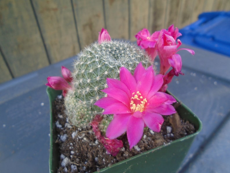 Rebutia Minuscula Plant, Fully Rooted Clumping Cactus, Native to N ...