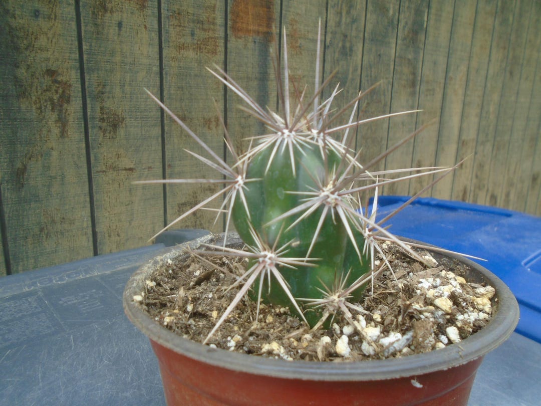 Exact Opuntia GRUSONIA INVICTA - Rooted Plant, Cactus, Succulent, 6T ...