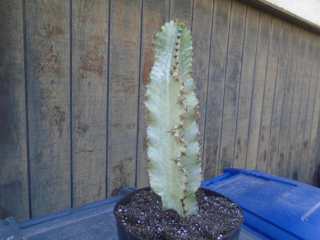 Exact African Golden Candelabra Plant, Variegated Euphorbia, Columnar ...