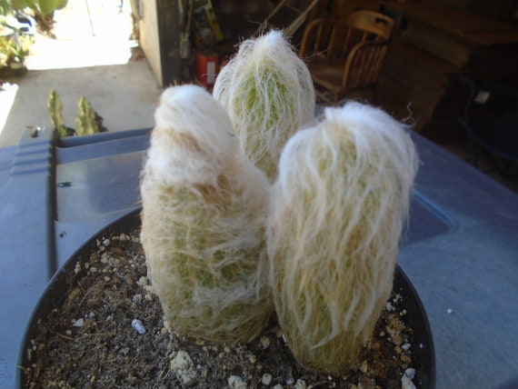 Espostoa Mirabilis 3 Plants Fully Rooted Columnar Type - Etsy