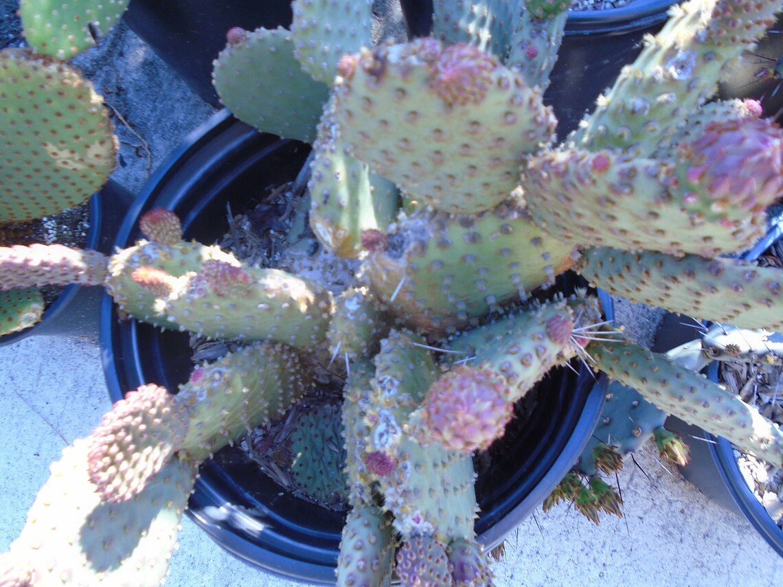 Opuntia NEL PASTEL Cold Hardy 1 Pad Utahensis | Etsy