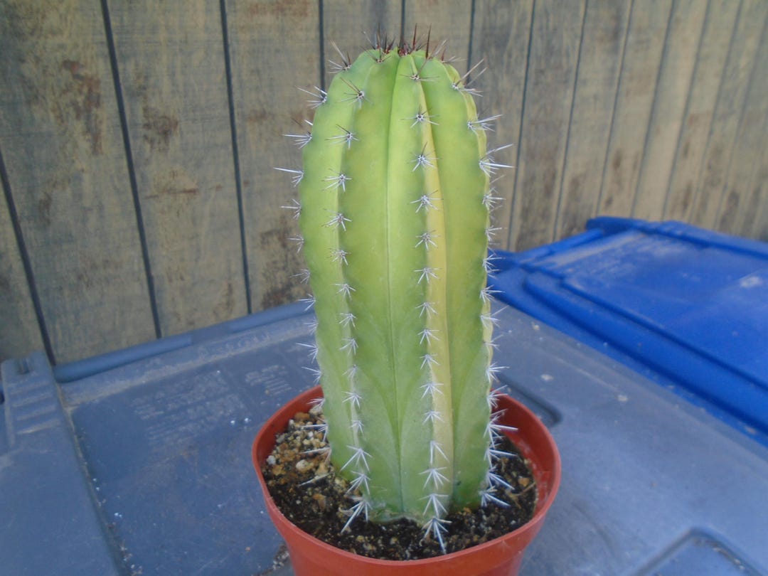 Exact Large Fat Chichipe Cactus, Fully Rooted Columnar Tree-like Cactus ...