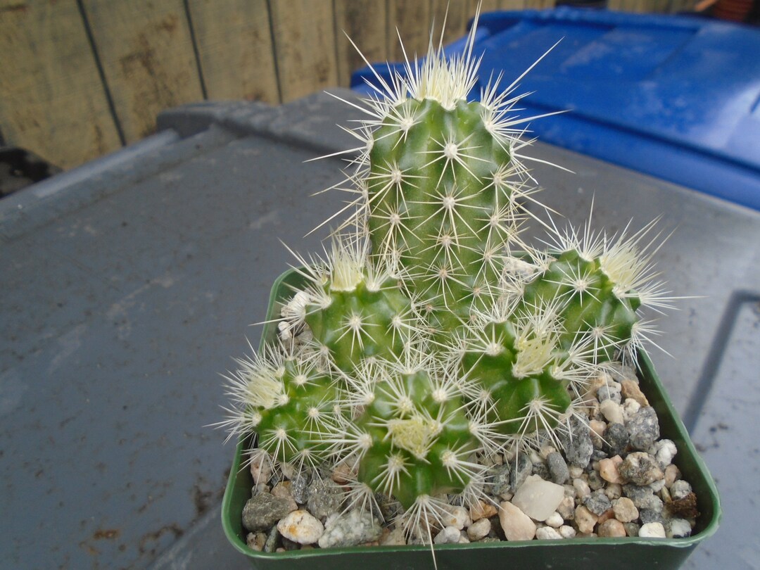Echinocereus Scheeri Cactus Plant, Fully Rooted Clumping Cactus - Etsy