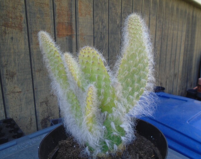 Opuntia snow Plant, Fully Rooted AKA Blue Jacket, Cactus, 1T - Etsy