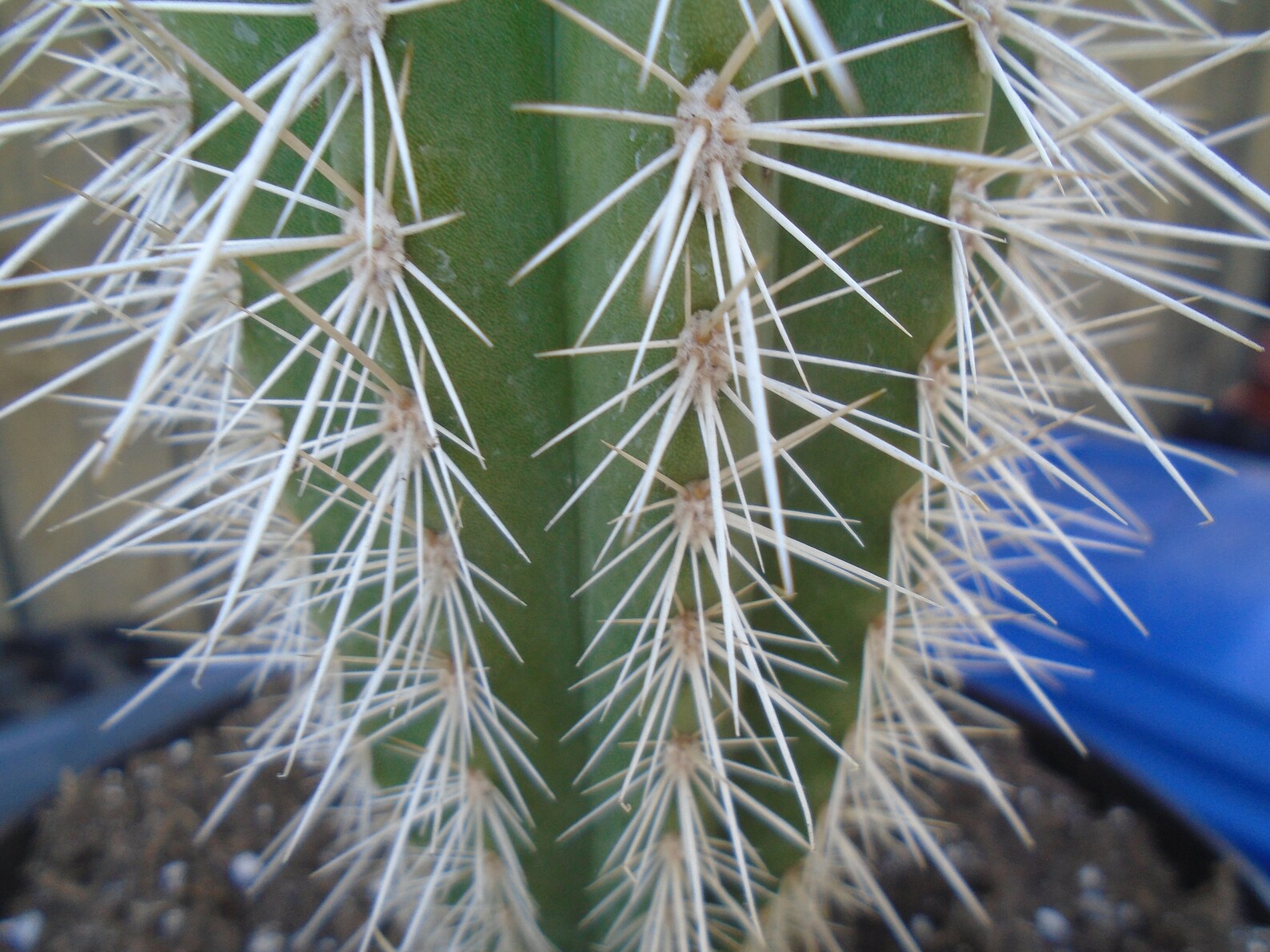 Specialcardon False Saquaro Cactus Fully Rooted - Etsy