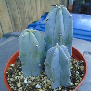 Desert Blue Candle Cactus, 3 Plants, AKA Blue Myrtle Cactus, Branching ...
