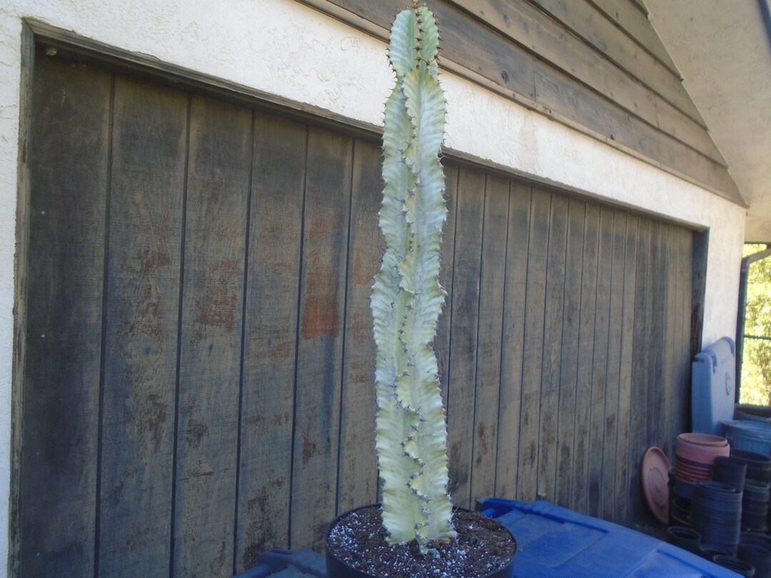 Exact LARGE African Golden Candelabra Plant, Variegated Euphorbia ...