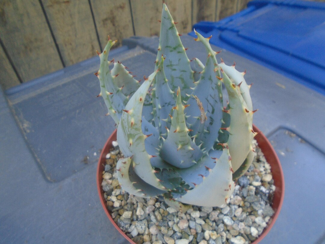 Exact Red Hot Poker Aloe Plant, Fully Rooted, AKA Fez Aloe, Clumping ...