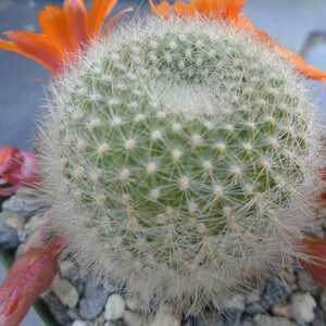 Rebutia Muscula Cactus Plant, Fully Rooted, Native to Bolivia, Clumping ...