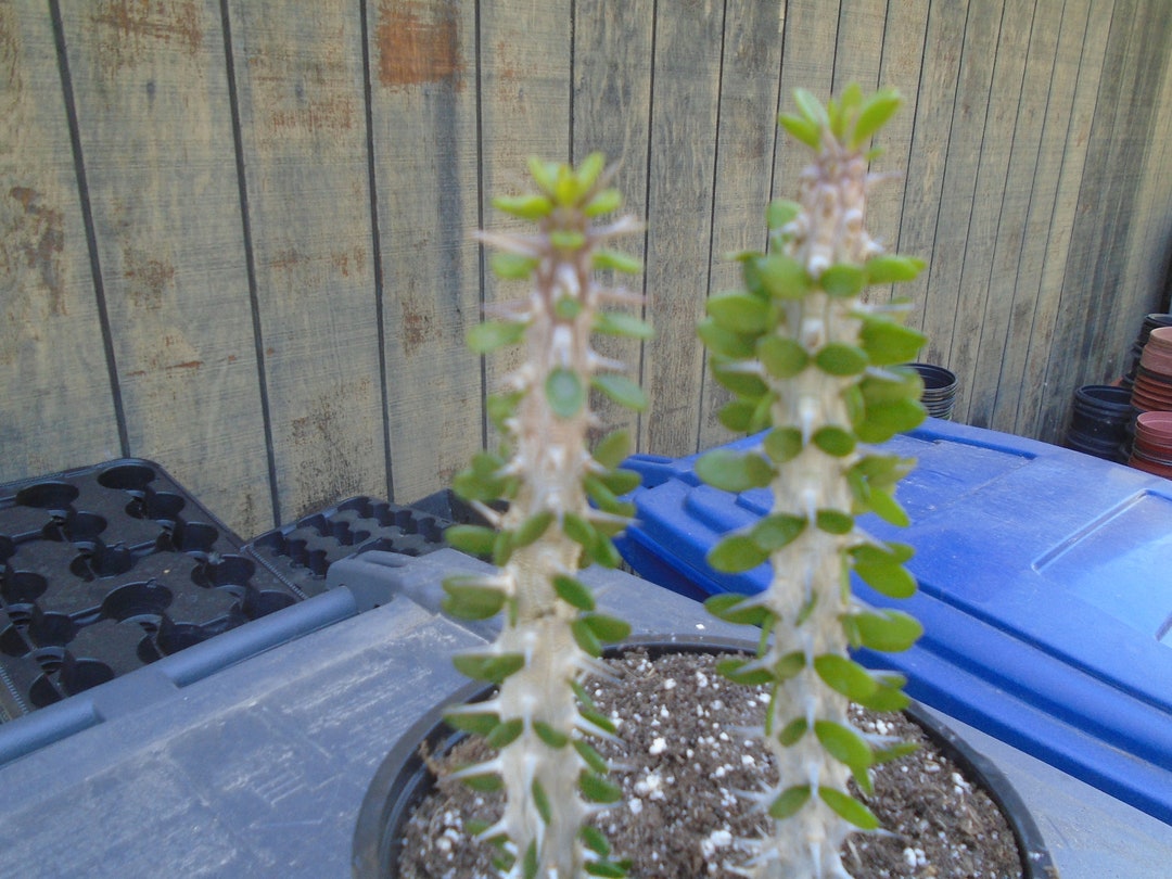 False Ocotillo 2 Plants, Fully Rooted, Procera, Drought Resistant ...