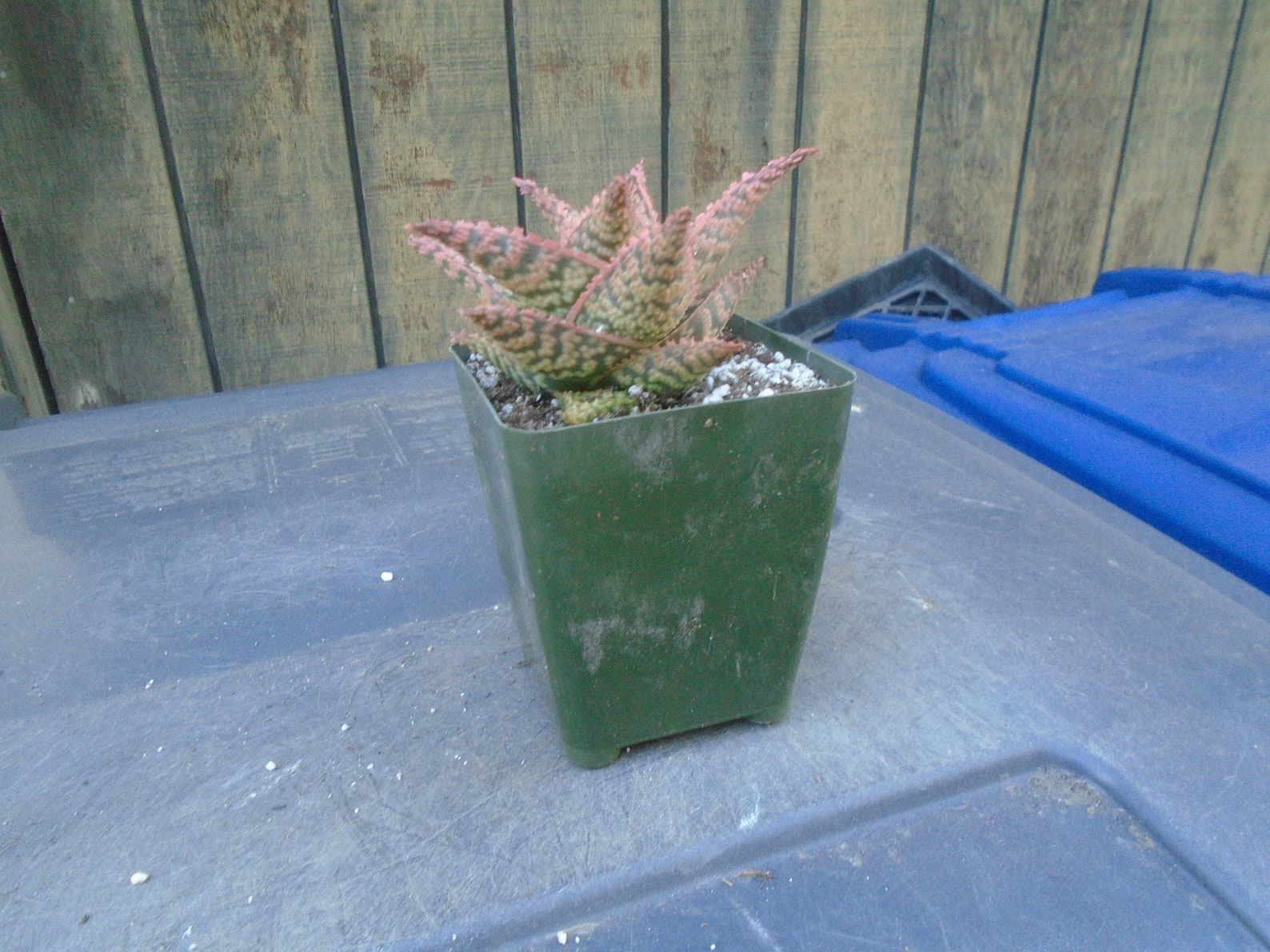 Aloe Firecracker Plant, Fully Rooted Hybrid, Hummingbird Friendly - Etsy