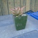 Aloe Firecracker Plant, Fully Rooted Hybrid, Hummingbird Friendly - Etsy