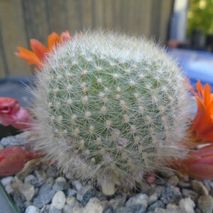Rebutia Muscula Cactus Plant, Fully Rooted, Native to Bolivia, Clumping ...