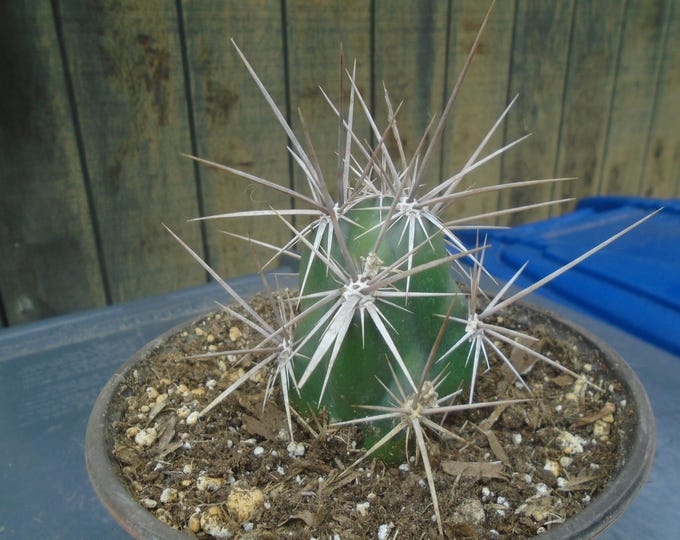Exact Opuntia GRUSONIA INVICTA - Rooted Plant, Cactus, Succulent, 2T ...