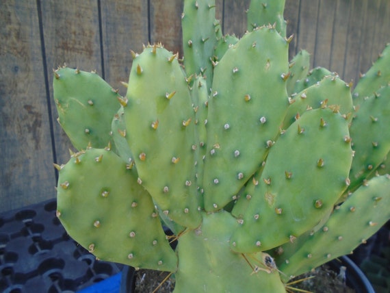 Opuntia goblin One Pad Prickly Pear Cactus - Etsy