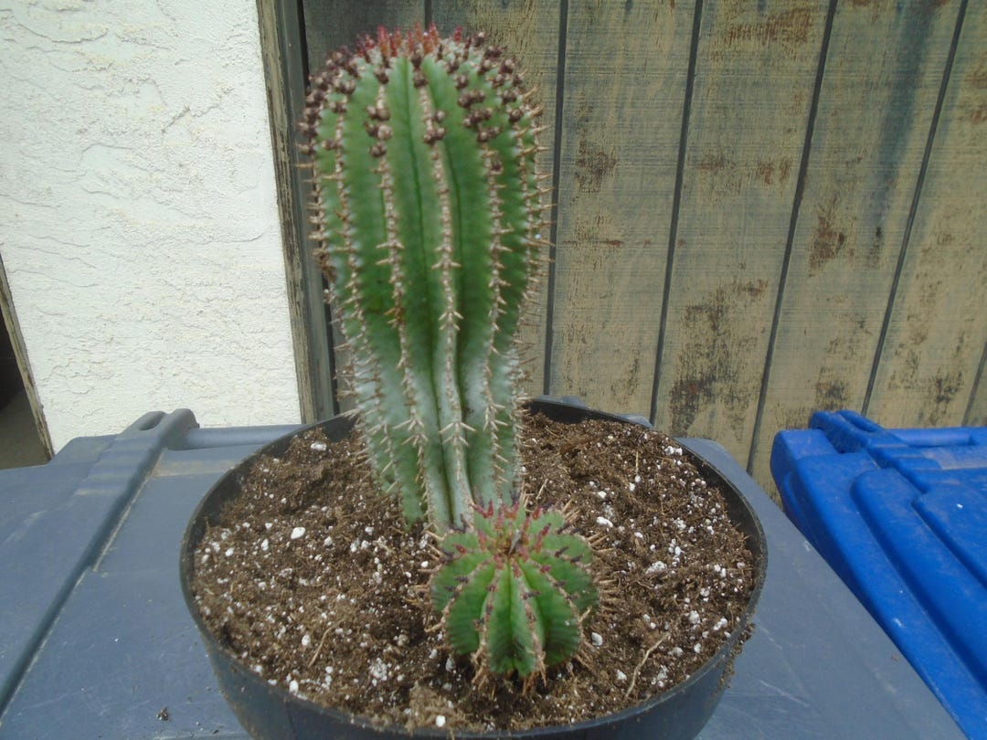 Exact Milk Barrel Cactus Plant - Euphorbia Cereiformis - Fully Rooted ...