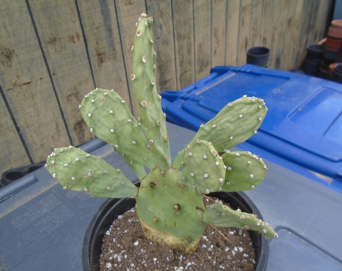 Opuntia goblin Plant Fully Rooted Prickly Pear - Etsy