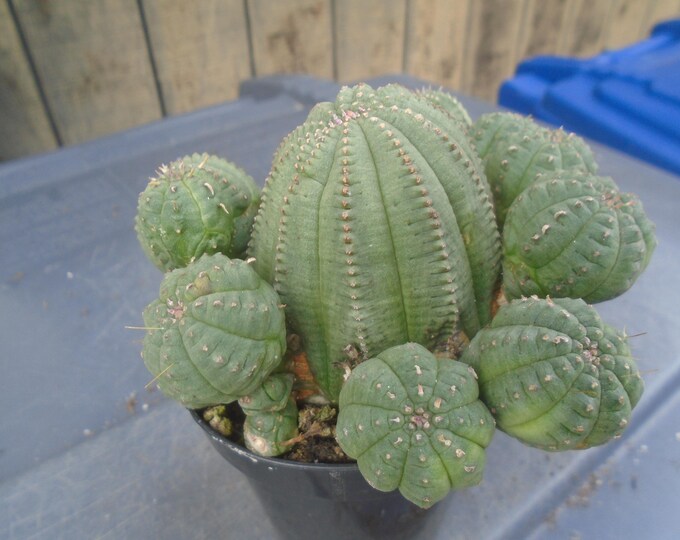 Exact OBESA Basketball Plant, Euphorbia, Fully Rooted, 6T, Each Listing ...