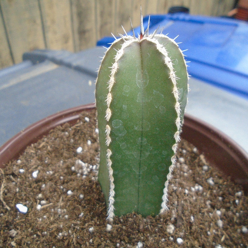 Fence Post Cactus - Etsy