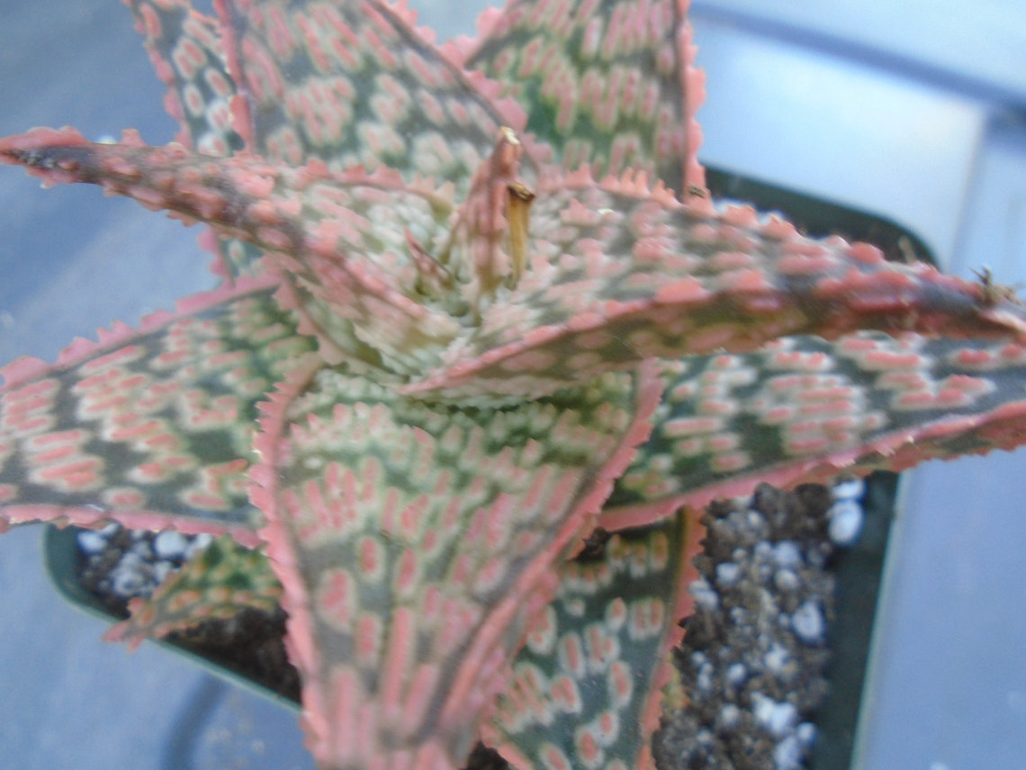 Aloe Firecracker Plant, Fully Rooted Hybrid, Hummingbird Friendly - Etsy