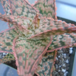 Aloe Firecracker Plant, Fully Rooted Hybrid, Hummingbird Friendly - Etsy